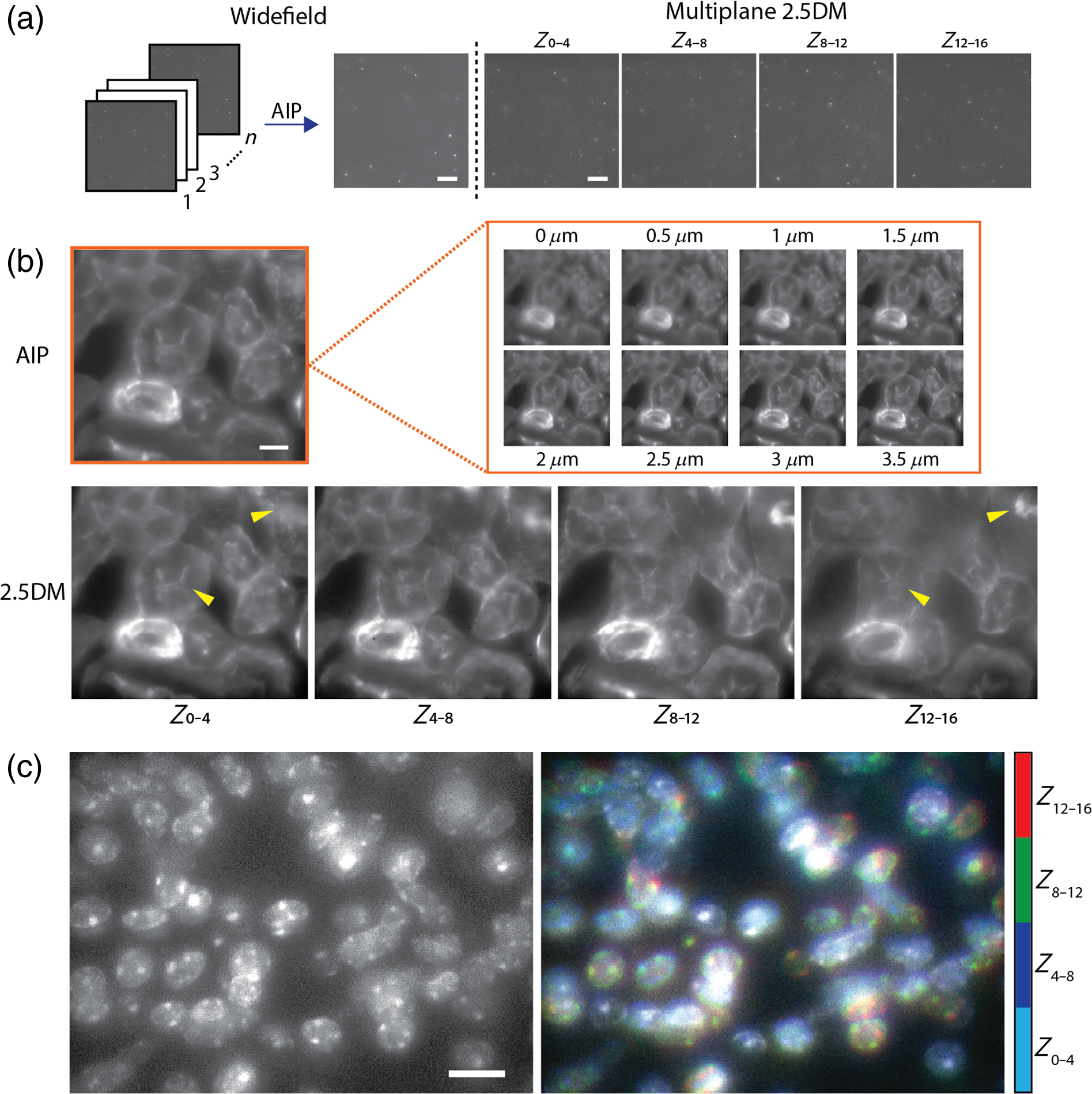 Multiplane 2.5D microscopy for high-throughput high-resolution tissue ...