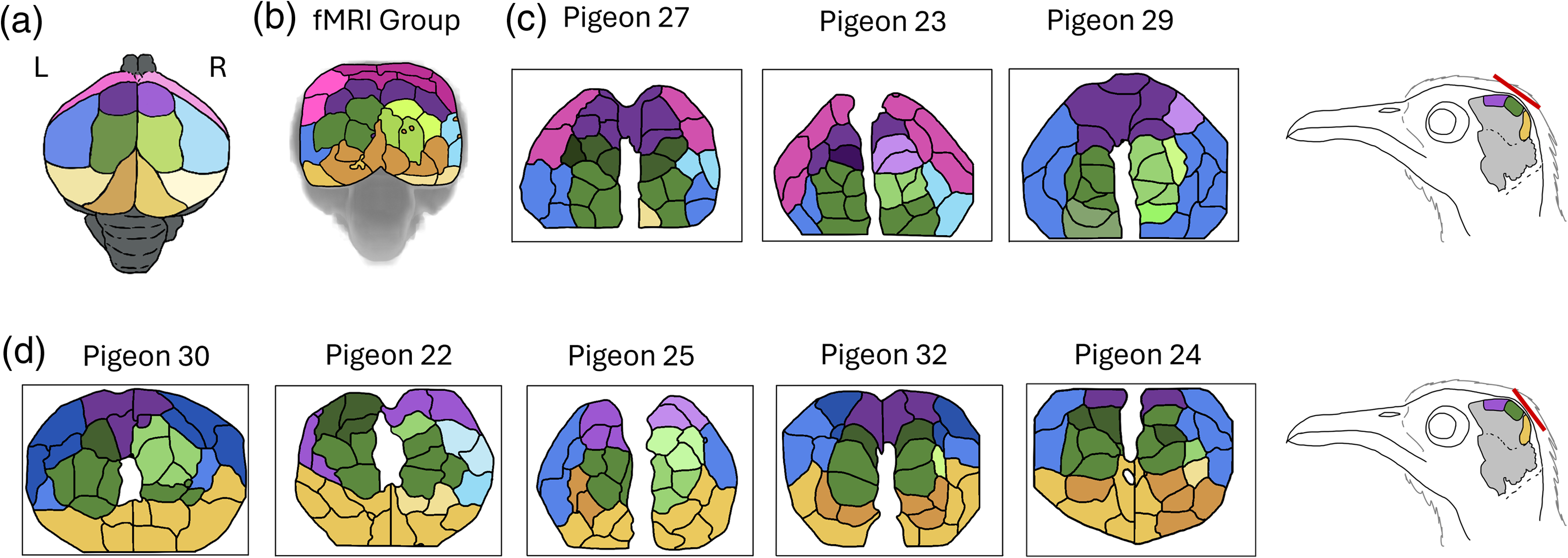Mapping functional connectivity in the pigeon brain with wide-field ...